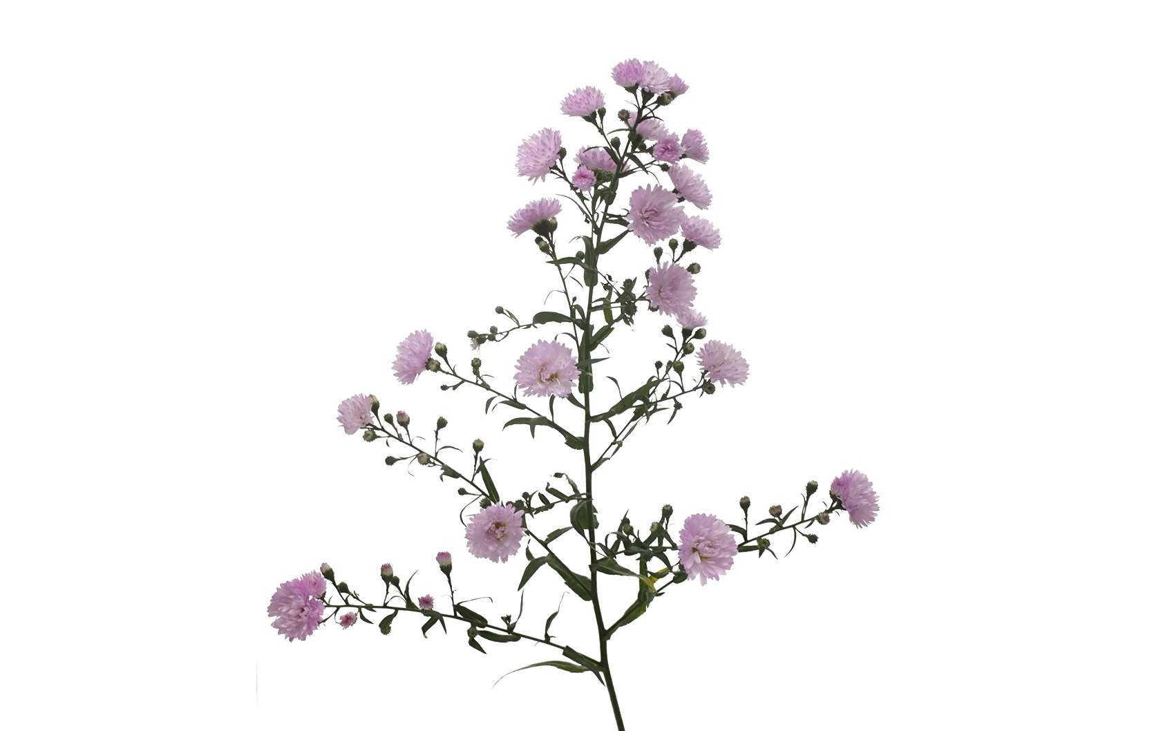 Aster Double Date Pink | Marginpar